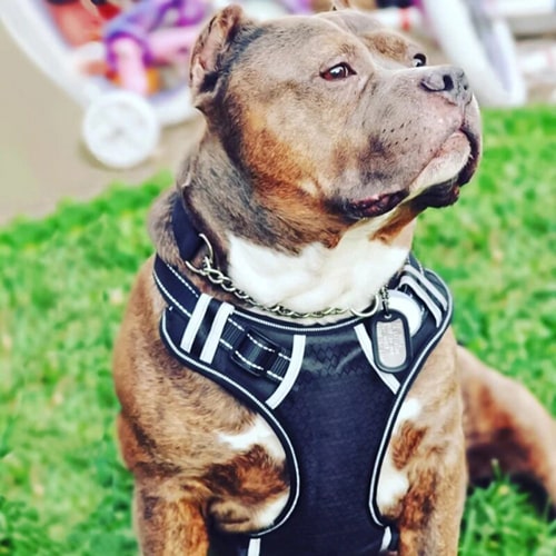 Harnais pour staffie - Double attache - en nylon réfléchissant